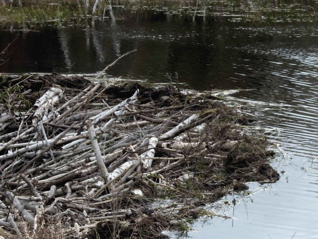 A Citizen Science Toolkit for the Re‑introduction of Beavers to Wales ...